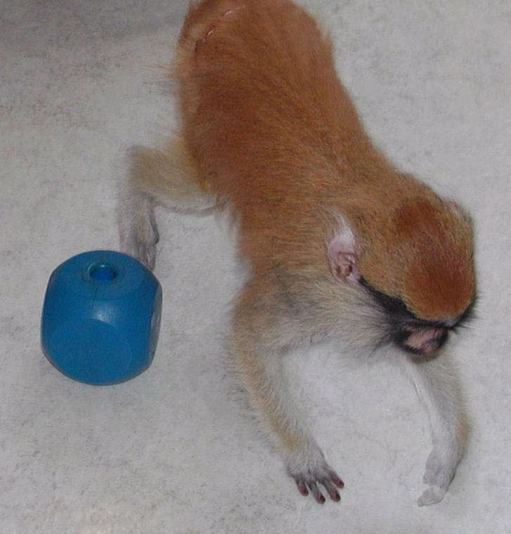 Patas Monkey Running