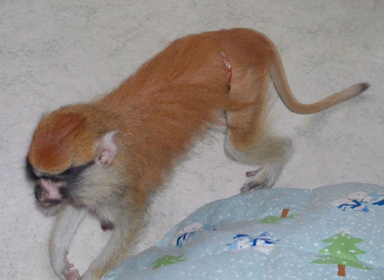 Patas Monkey Running